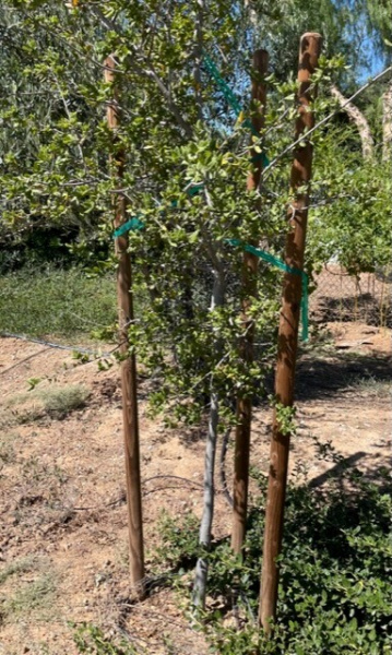 Wholesale Nursery & Landscaping Tree Stakes | Tree Stakes
