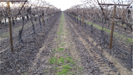 Premium Wood and Steel Stakes | Agriculture Stakes and Posts